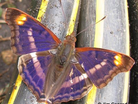 Pavon Emperor Doxocopa pavon (Latreille, [1809]) | Butterflies and ...