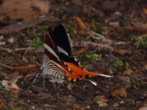 Staudinger's Longtail Erateina staudingeri (Snellen, 1878 ...