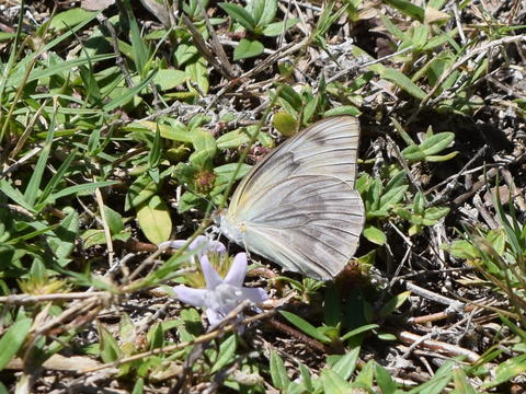 Great Southern White Ascia monuste (Linnaeus, 1764) | Butterflies and ...