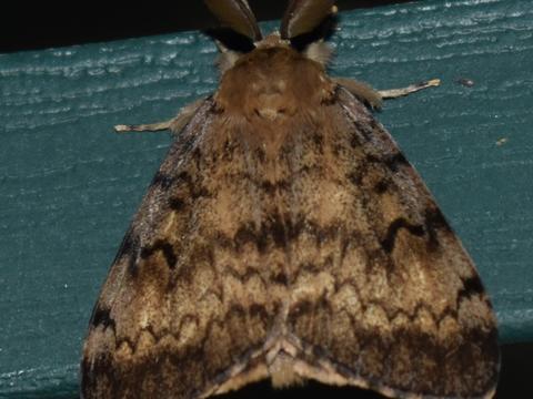 Gypsy Moth Lymantria dispar (Linnaeus, 1758) | Butterflies and Moths of ...