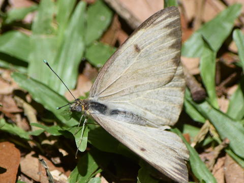 Great Southern White Ascia monuste (Linnaeus, 1764) | Butterflies and ...