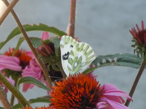 Becker's White Pontia beckerii (W.H. Edwards, 1871) | Butterflies and ...