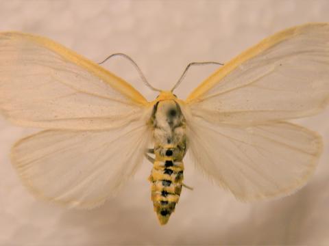Delicate Cycnia or Dogbane Tiger Moth Cycnia tenera Hübner, 1818 ...