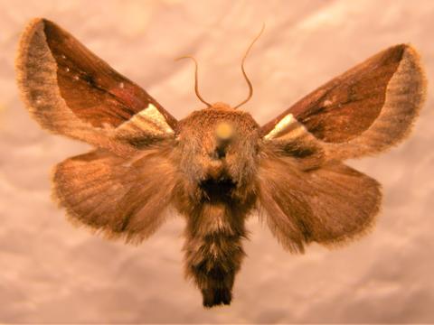 Skiff Moth Prolimacodes badia (Hübner, 1822) | Butterflies and Moths of ...