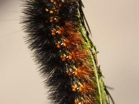 Salt Marsh Moth or Acrea Moth Estigmene acrea (Drury, 1773 ...