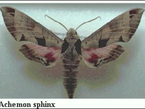 Achemon sphinx Eumorpha achemon (Drury, 1773) | Butterflies and Moths ...
