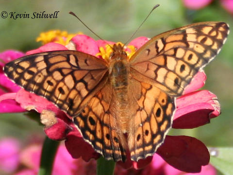 Variegated Fritillary Euptoieta claudia (Cramer, 1776) | Butterflies ...