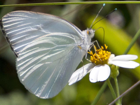 Great Southern White Ascia monuste (Linnaeus, 1764) | Butterflies and ...