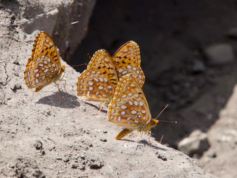 Northwestern Fritillary Speyeria hesperis (W.H. Edwards, 1864 ...