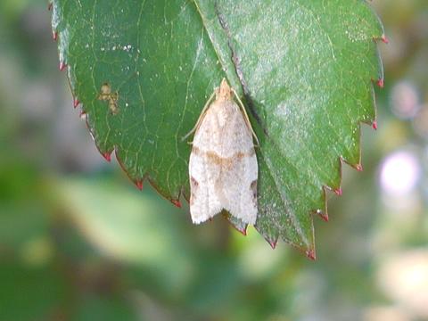 Family Tortricidae (Tortricid Moths) | Butterflies and Moths of North ...