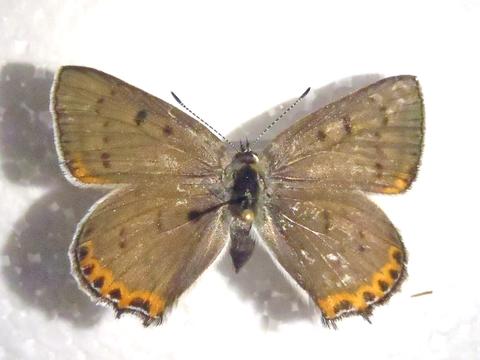 Gray Copper Lycaena dione (Scudder, 1868) | Butterflies and Moths of ...