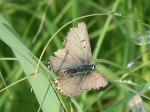 Gray Copper Lycaena dione (Scudder, 1868) | Butterflies and Moths of ...