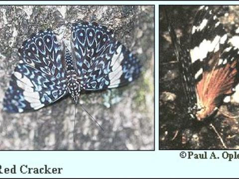 Red Cracker Hamadryas amphinome (Linnaeus, 1767) | Butterflies and ...