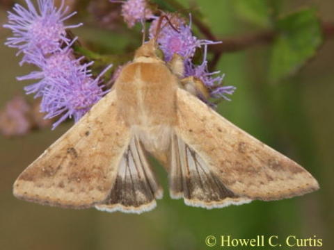 Corn Earworm Moth Helicoverpa zea (Boddie, 1850) | Butterflies and ...