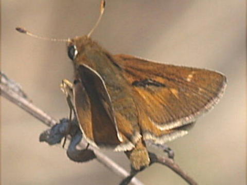 Cobweb Skipper Hesperia metea Scudder, 1864 | Butterflies and Moths of ...