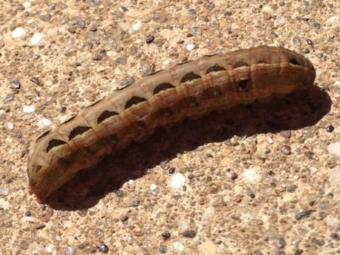 Velvet Armyworm Moth Spodoptera latifascia (Walker, 1856) | Butterflies ...