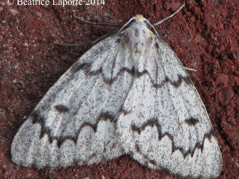 False Hemlock Looper Moth Nepytia canosaria (Walker, 1863 ...