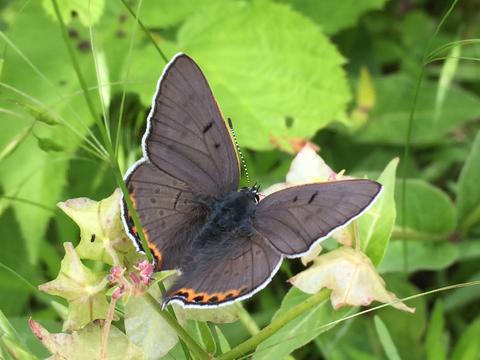 Gray Copper Lycaena dione (Scudder, 1868) | Butterflies and Moths of ...