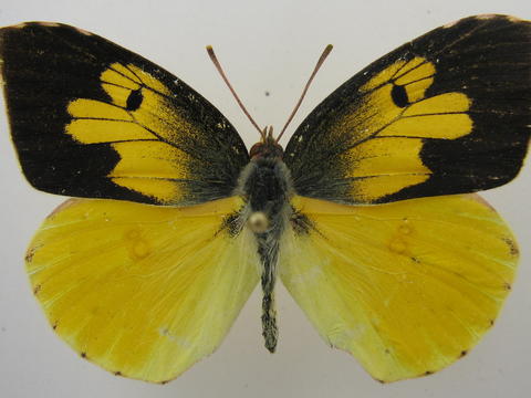 California Dogface Zerene eurydice (Boisduval, 1855) | Butterflies and ...