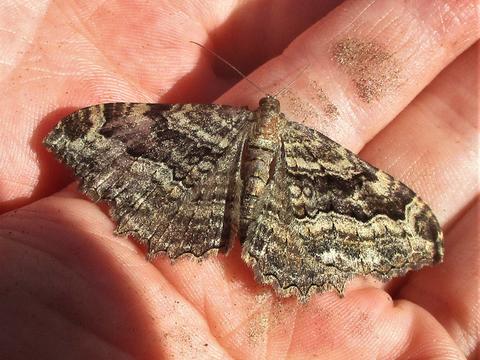 Tissue Moth Triphosa haesitata (Guenee, 1857) | Butterflies and Moths ...