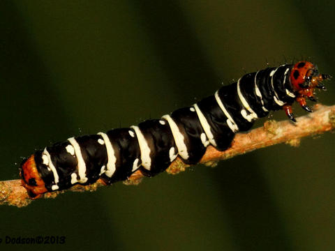 Spanish Moth Xanthopastis regnatrix (Grote, 1863) | Butterflies and ...