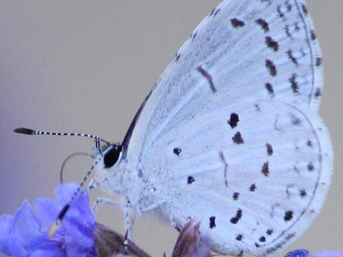 Spring Azure Celastrina ladon (Cramer, 1780) | Butterflies and Moths of ...