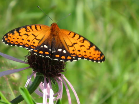 Regal Fritillary Speyeria idalia (Drury, 1773) | Butterflies and Moths ...