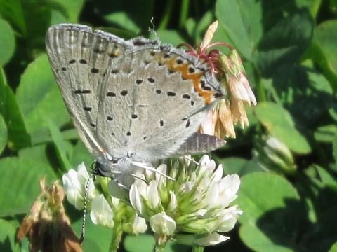 Gray Copper Lycaena dione (Scudder, 1868) | Butterflies and Moths of ...
