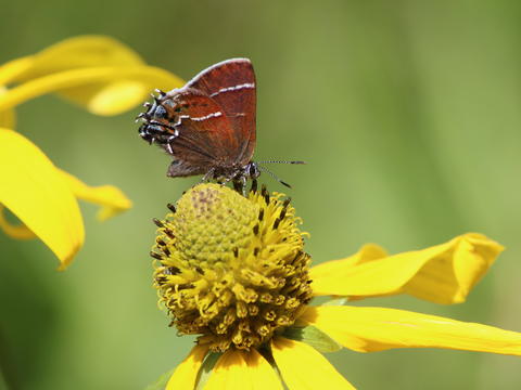 Thicket Hairstreak Callophrys spinetorum (Hewitson, 1867) | Butterflies ...