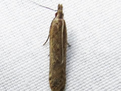 Palmerworm Moth Dichomeris ligulella Hübner, 1818 | Butterflies and ...
