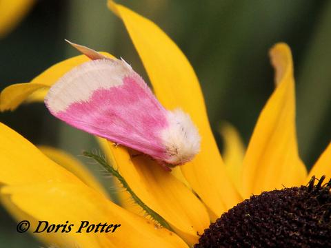 Primrose Moth Schinia florida (Guenée, 1852) | Butterflies and Moths of ...