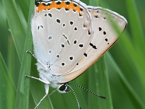 Gray Copper Lycaena dione (Scudder, 1868) | Butterflies and Moths of ...