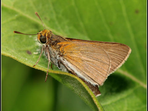 Two-spotted Skipper Euphyes bimacula (Grote & Robinson, 1867 ...