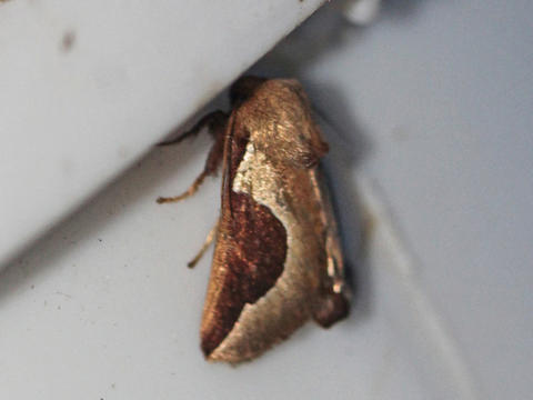 Skiff Moth Prolimacodes badia (Hübner, 1822) | Butterflies and Moths of ...