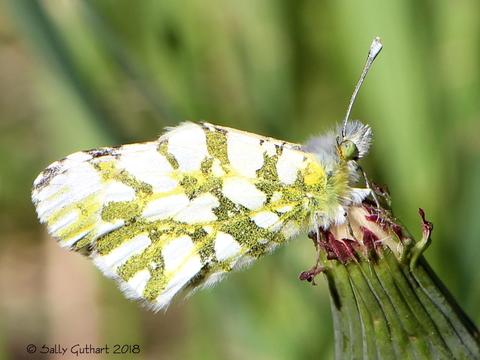 Large Marble Euchloe ausonides (Lucas, 1852) | Butterflies and Moths of ...