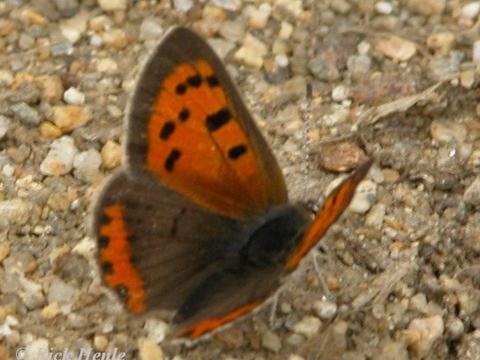American Copper Lycaena phlaeas (Linnaeus, 1761) | Butterflies and ...