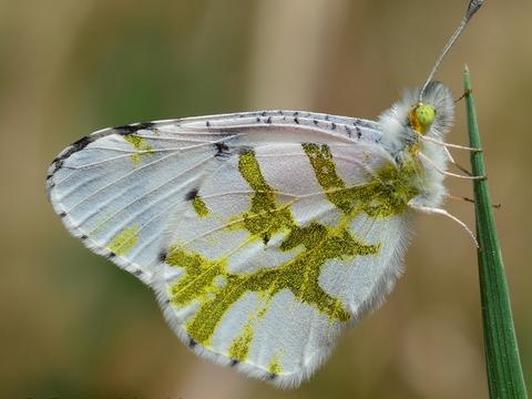 Olympia Marble Euchloe olympia (W.H. Edwards, 1871) | Butterflies and ...