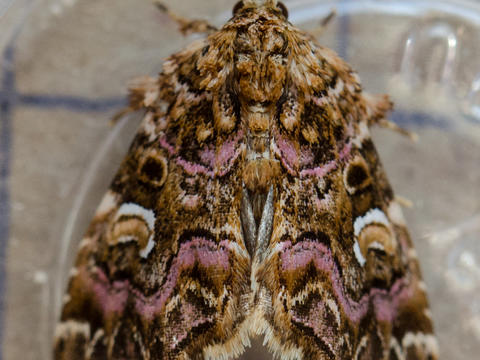 Pink-shaded Fern Moth Callopistria mollissima (Guenée, 1852 ...