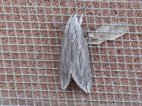 Great ash sphinx Sphinx chersis (Hübner, 1823) | Butterflies and Moths ...