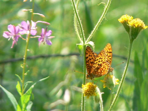Northwestern Fritillary Speyeria hesperis (W.H. Edwards, 1864 ...
