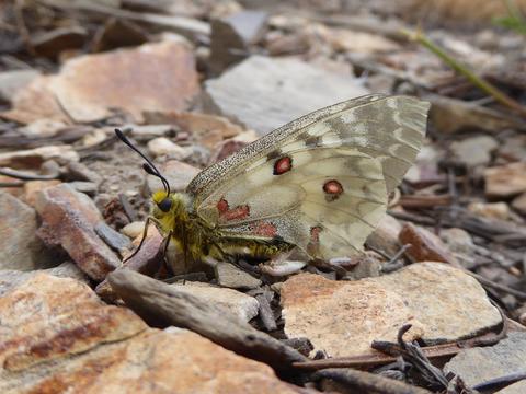Clodius Parnassian Parnassius clodius Ménétriés, 1857 | Butterflies and ...