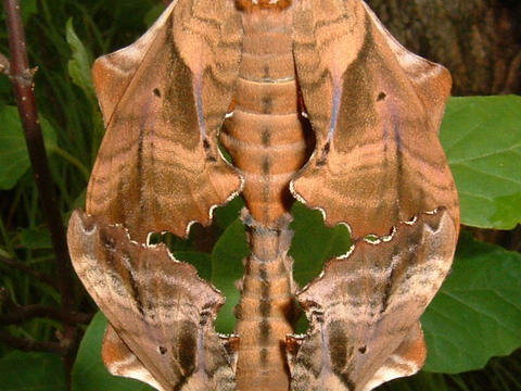 Blinded sphinx Paonias excaecata (J.E. Smith, 1797) | Butterflies and ...