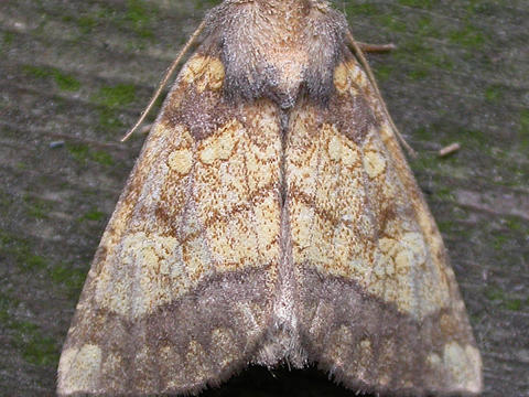 Rigid Sunflower Borer Moth Papaipema rigida (Grote, 1877) | Butterflies ...