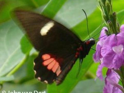 Mylotes Cattleheart Parides eurimedes (Stoll, 1782) | Butterflies and ...