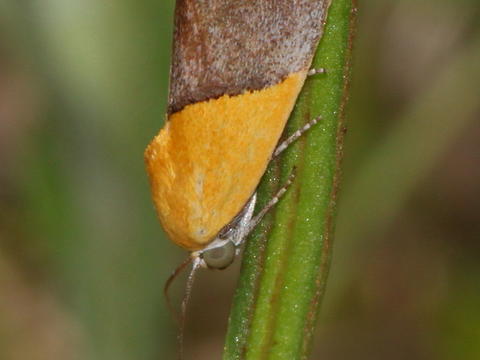 Image Gallery | Butterflies and Moths of North America