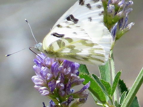 Becker's White Pontia beckerii (W.H. Edwards, 1871) | Butterflies and ...