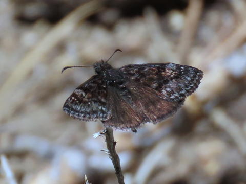 Pacuvius Duskywing Erynnis pacuvius (Lintner, 1878) | Butterflies and ...