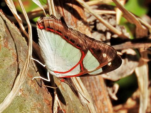 Banded Banner Pyrrhogyra neaerea (Linnaeus 1758) | Butterflies and ...