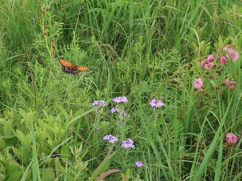 Regal Fritillary Speyeria idalia (Drury, 1773) | Butterflies and Moths ...