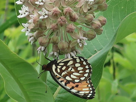 Regal Fritillary Speyeria idalia (Drury, 1773) | Butterflies and Moths ...